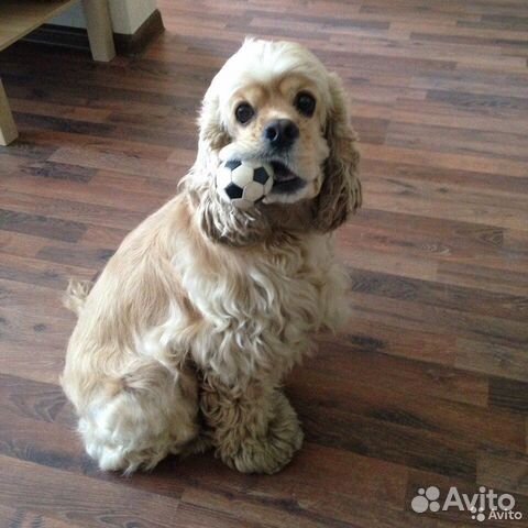 Американский кокер спаниель вязка