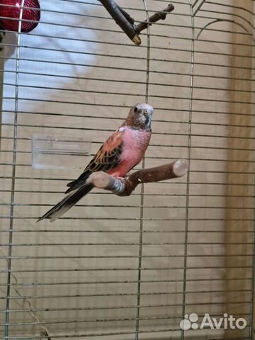 Попугай Боурка(травяной)