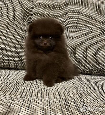 Шпиц Горький шоколад