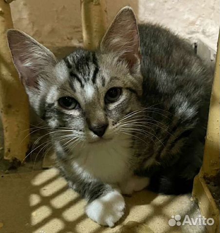 Котенок Стёпа выброшен в подъезд
