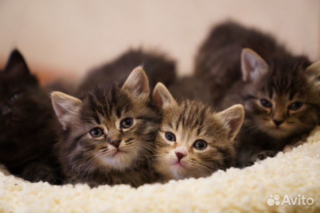 Котята - идеальные компаньоны, 1.3 месяца