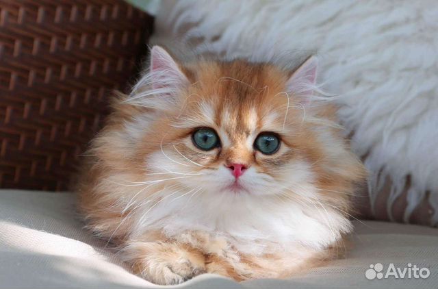 Британский котенок дш