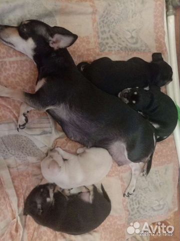 Щенки той терьер, помесь. Папа небольшой. 4 мальчи