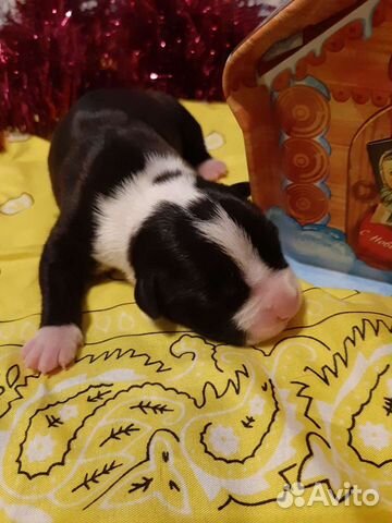 Мальчик аст