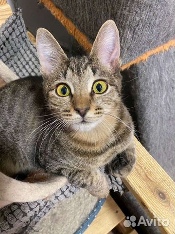 Котенок ушастый