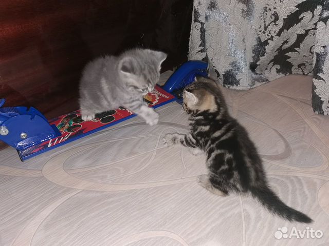 Шотландские котята ищут заботливые ручки
