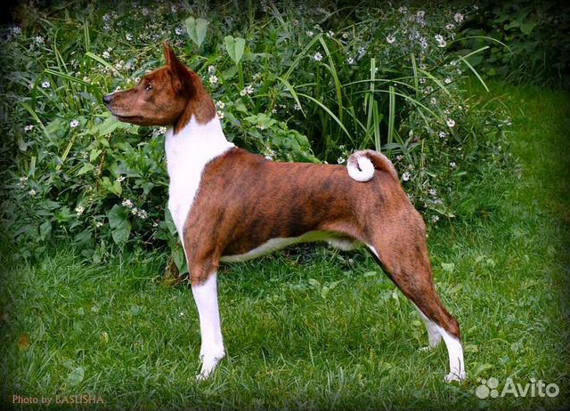 Щенки басенджи