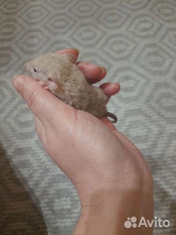 Крыски 1 мес