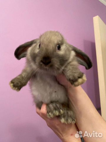 Вислоушки малыши