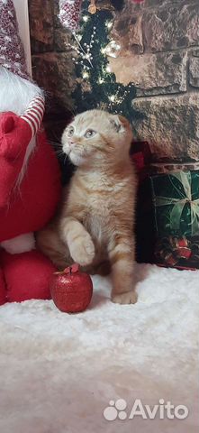Рыжий висоухий котёнок