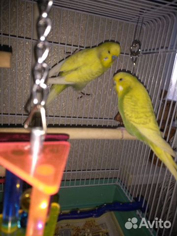 Пара попугаев получехов