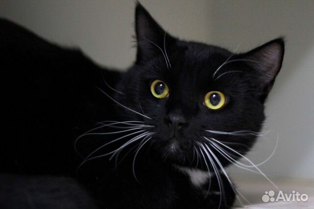 Чижик мечтает о доме в приюте, кот