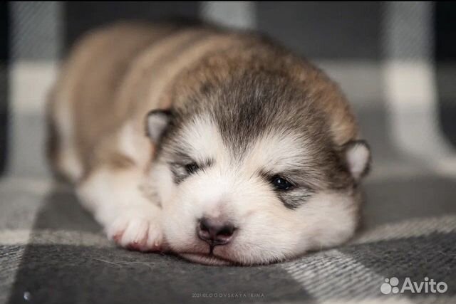Щенки маламута