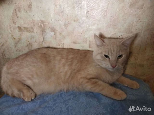 Котик окраса "ряженка"