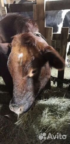 Корова "Милка"
