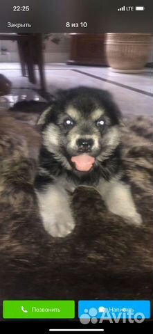 Восточно европейская овчарка