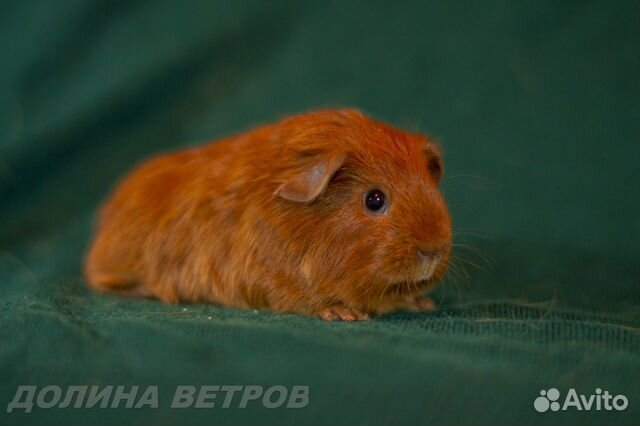 Морская свинка девочка гладкошерстная