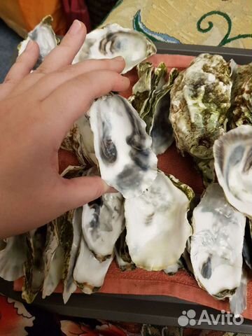 Раковины в аквариум для поделок от устриц