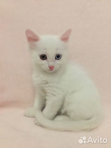 Белоснежный котенок