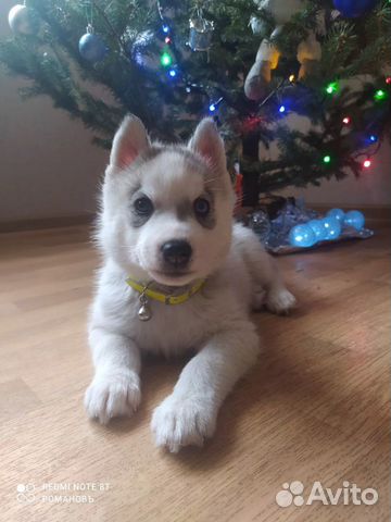 Щенок Хаски девочка