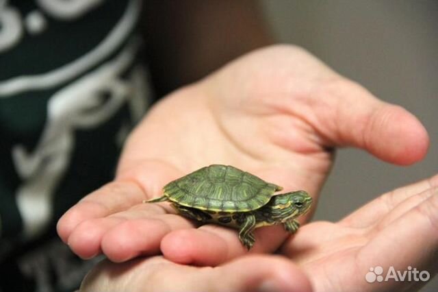 Черепахи маленькие