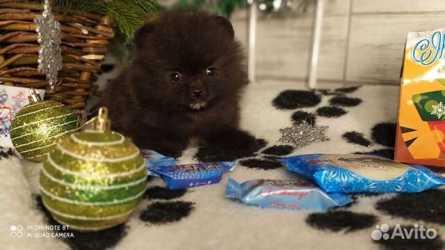 Девочка2 шпиц