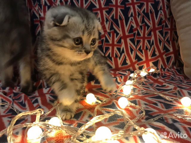 Британские котята