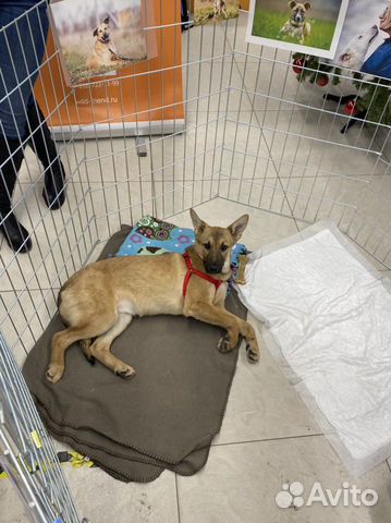 В добрые руки