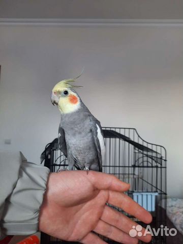 Ручной корелла