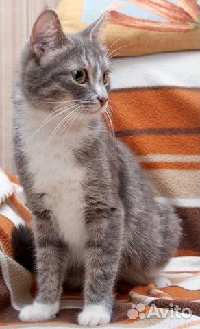 Красивая кошечка