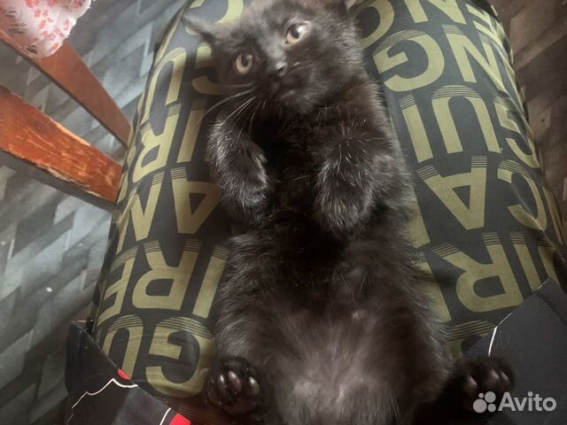 Кошечка
