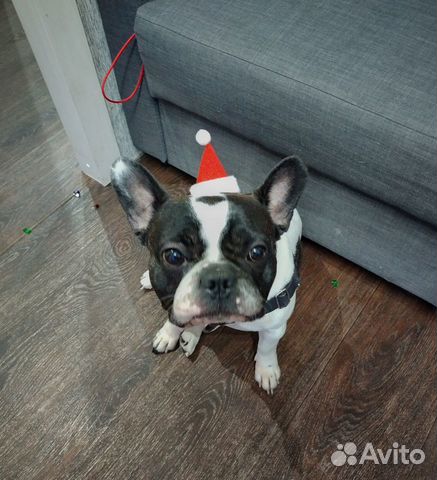 Дама Французский бульдог ищет жениха