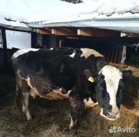Корова хорошая высокоудойная