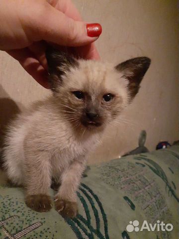 Сиамские котята