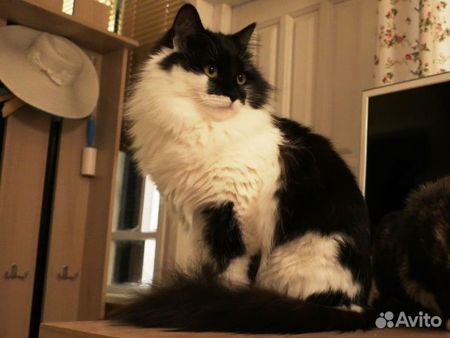 Котенок-девочка, 8 мес., стерилизована