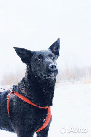 Он умрет в приюте