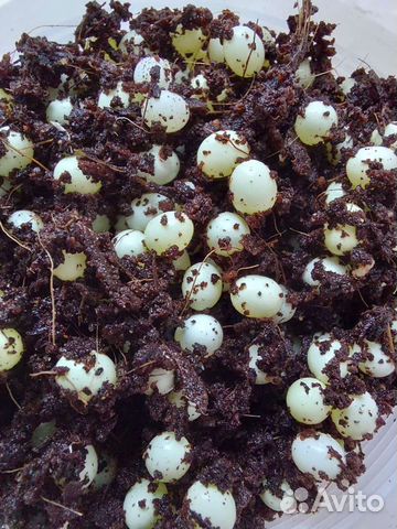 Яйца улиток ахитин