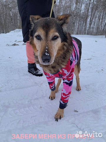 Собака маленького размера