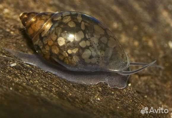 Улитки физы