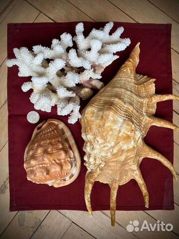 Раковина морского моллюсков