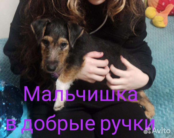 Фокстерьер в добрые руки