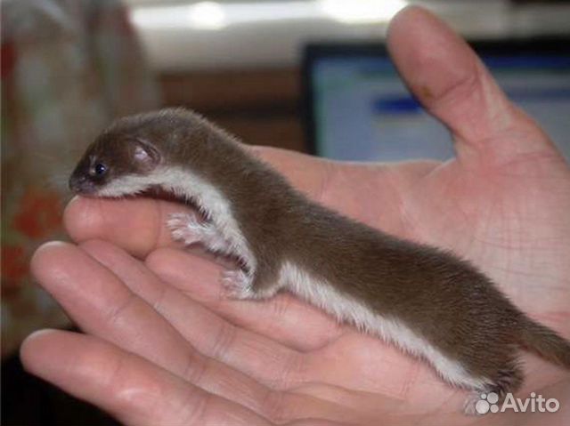 Ласка домашняя