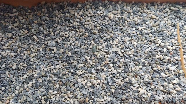 Грунт, колизей, пласт.растение