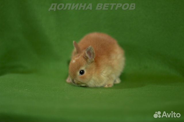Мальчик минор желтый оттер голландский