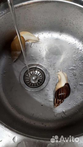 Улитки ахатины с террариумом