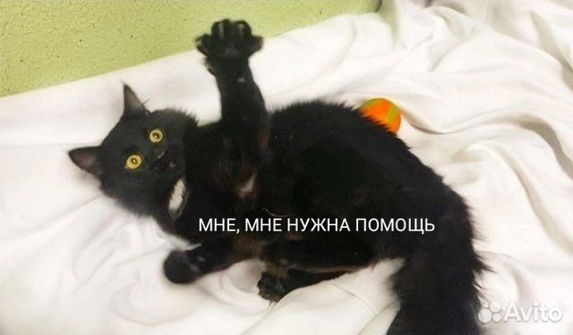 Кот