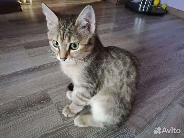 Котятки ищут дом