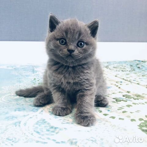 Шотландский котик