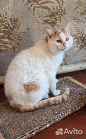 Котик Яша