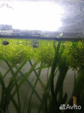 Отдам подросших мальков гуппи